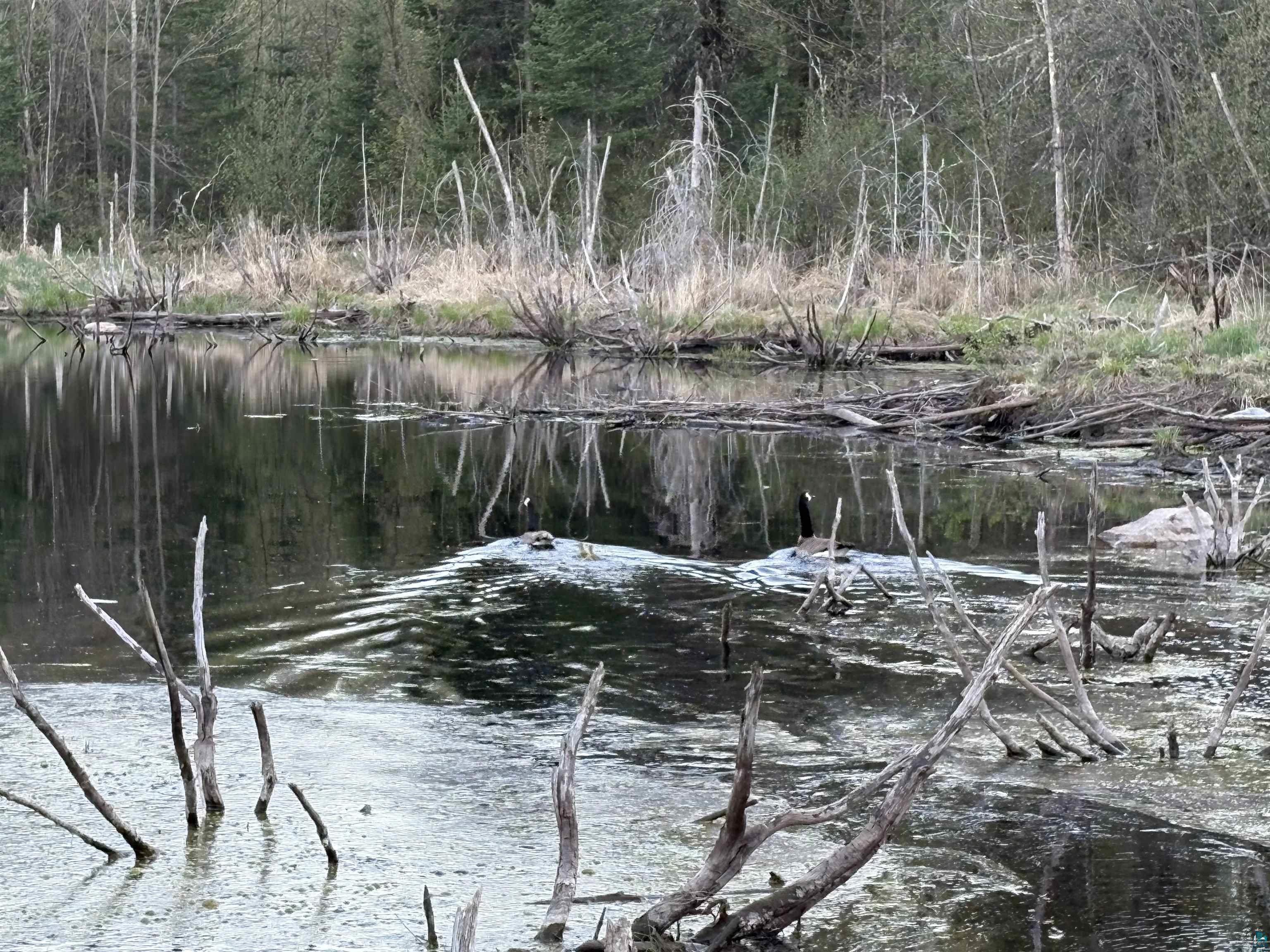 0000 Mertig Rd, Glidden, WI, 54527 | MLS: 6119137 | Edina Realty