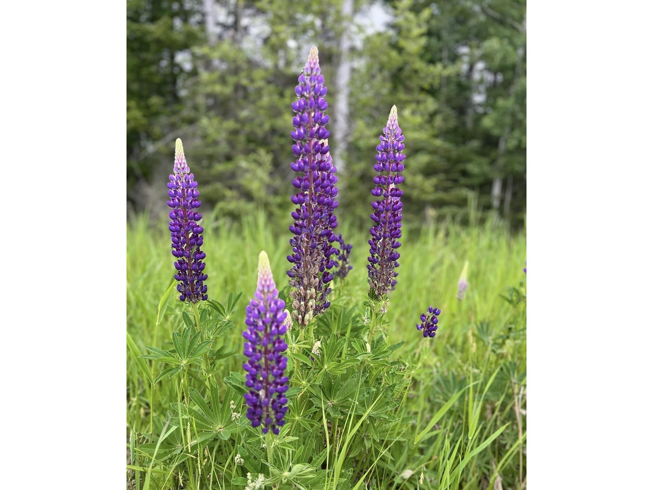 16190 Nicoletti Rd, Herbster, WI, 54844 | MLS: 6120910 | Edina Realty