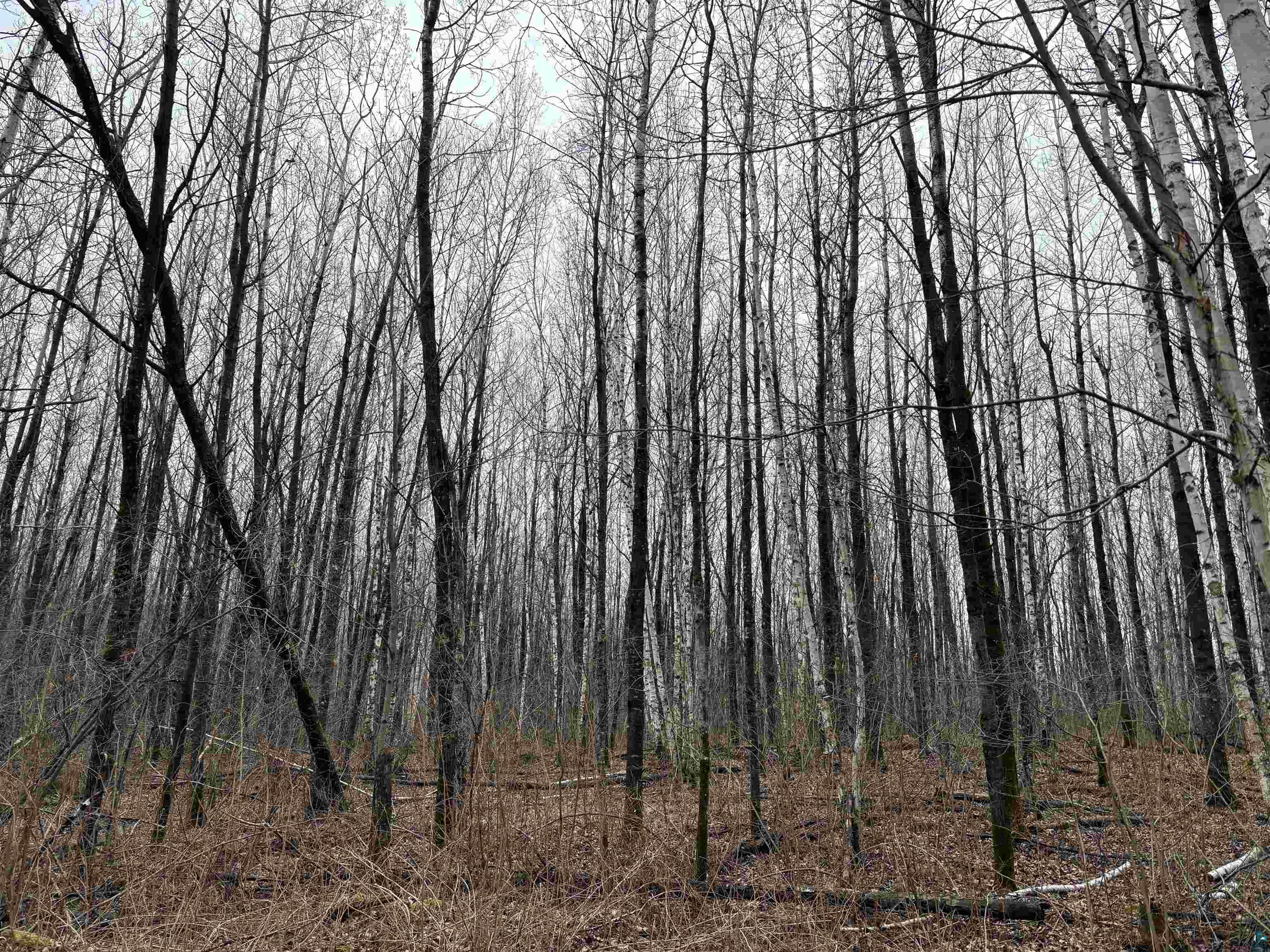 2493 S Branch Tr, Makinen, MN, 55763 | MLS: 6113634 | Edina Realty