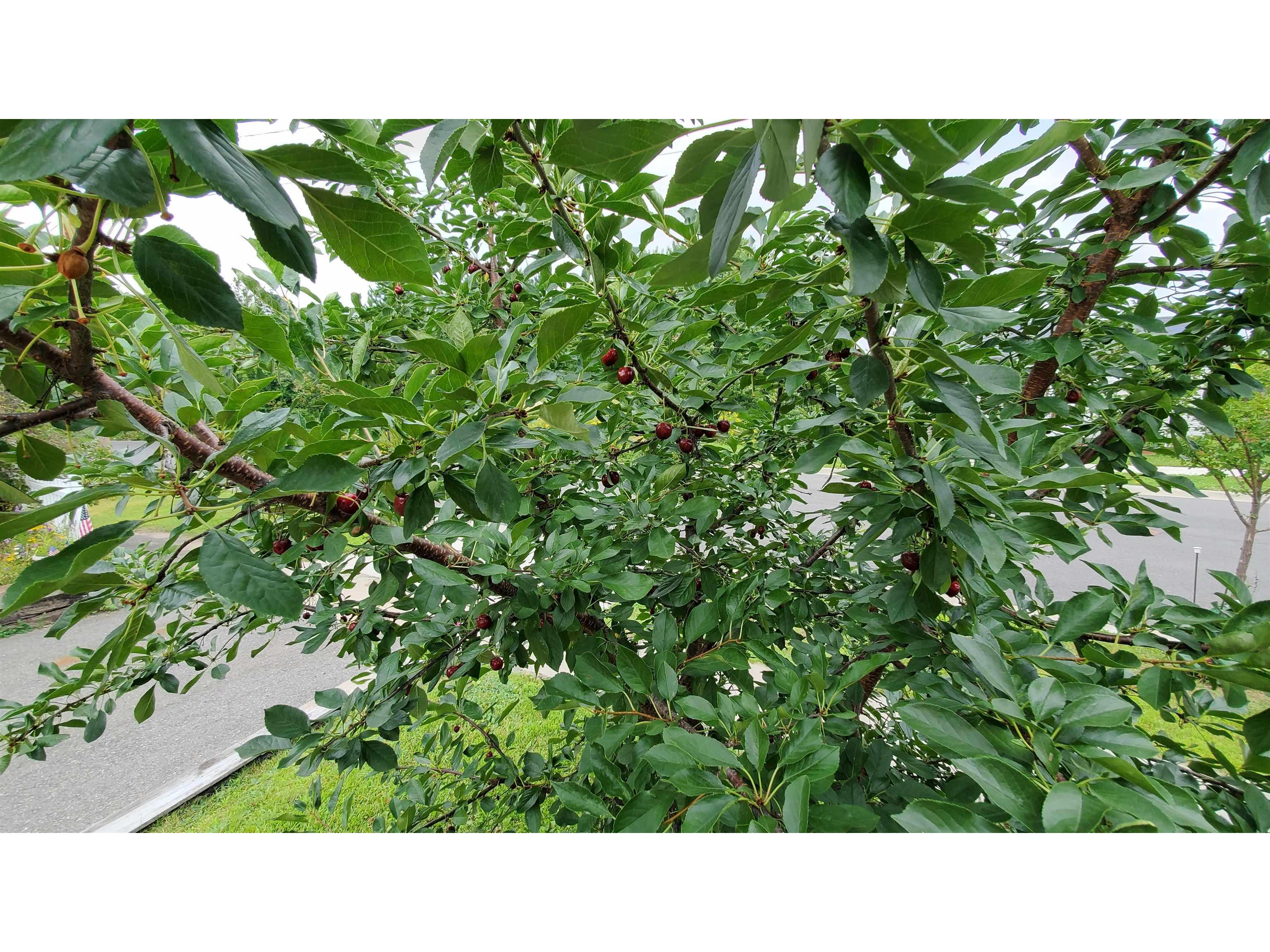 42 W Shagawa Rd, Ely, MN, 55731 | MLS: 6121123 | Edina Realty