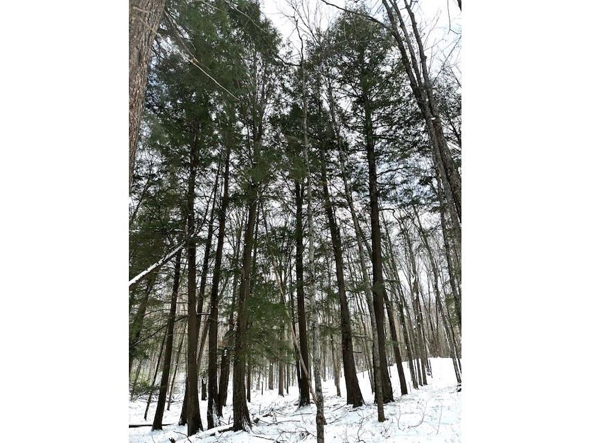 0 State Hwy 77, Hayward, WI, 54843 | MLS: 1589333 | Edina Realty