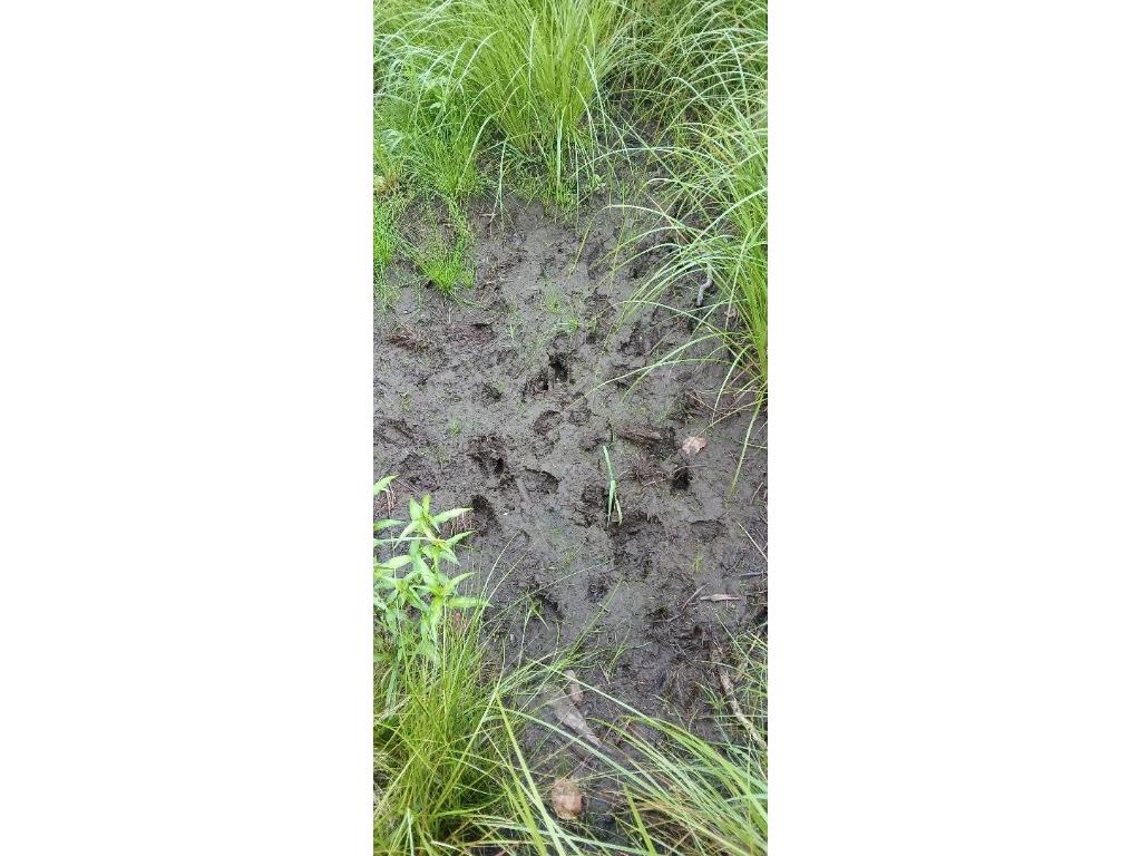 10 Ac River Rd., Boyd, WI, 54726 | MLS: 1594681 | Edina Realty