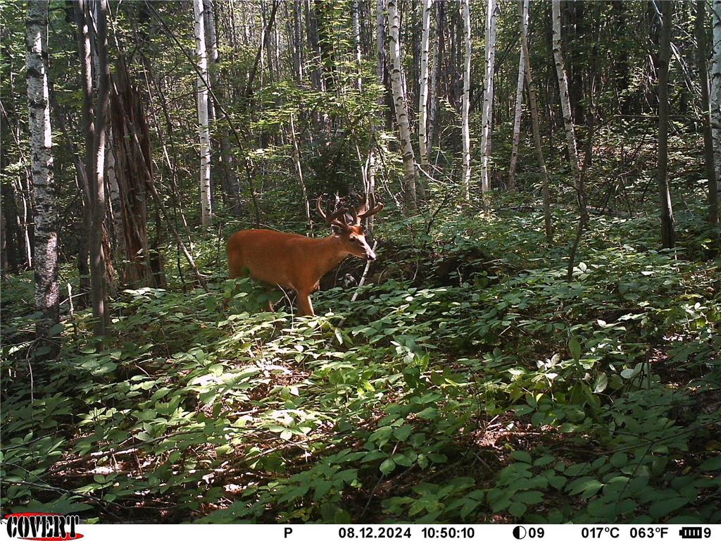 40134 E Emily Drive, Emily, MN, 56447 | MLS: 6755371 | Edina Realty