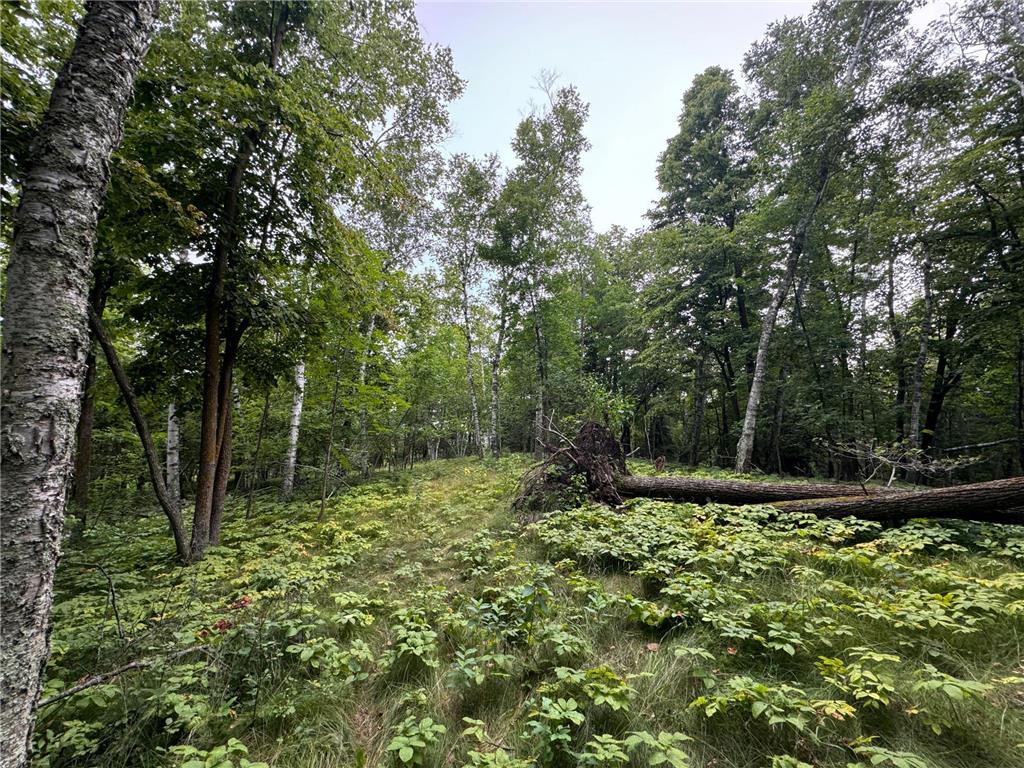 TBD5 Cedar Drive, Nevis, MN, 56467 | MLS: 6579218 | Edina Realty